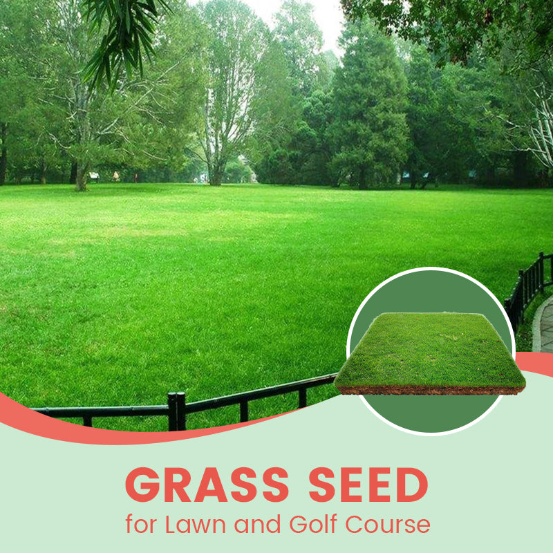 Grass Seeds for Lawn and Golf Course – richeiy